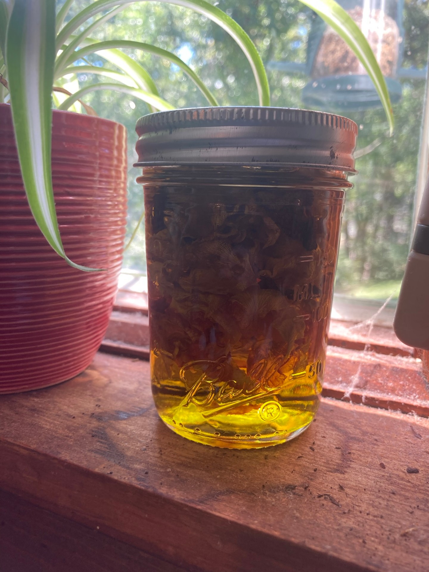 DIY Rose Oil ~ Make this oil from your own Rose 🥀Petals! – Remembering ...